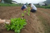 김장배추모종심는시기 김장배추심기 네이버 블로그